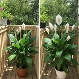Just 1 Cup Makes Peace Lily Bloom Like Crazy (Even the Ugly Ones ...
